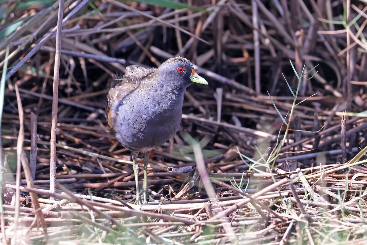 eBird Checklist - 22 Feb 2025 - Kedron Brook Wetlands Reserve - 40 species