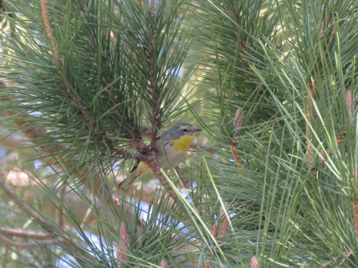 eBird Checklist - 21 Feb 2025 - Knollcrest Park, Irvine - 24 species