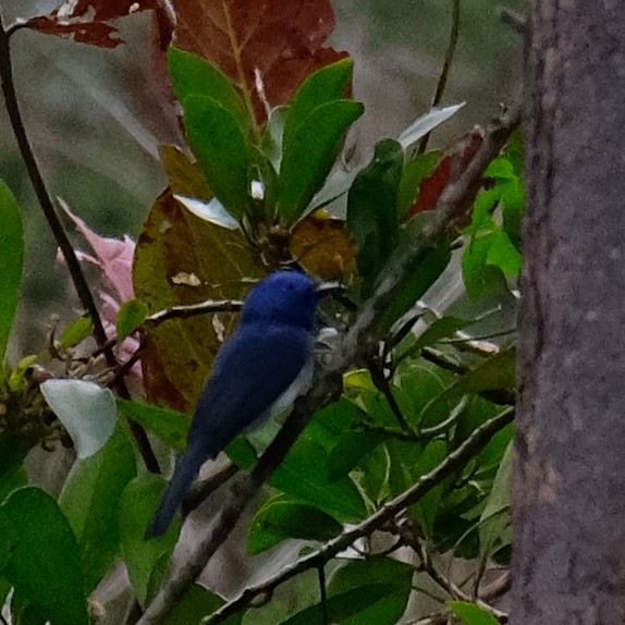 Black-naped Monarch - Hypothymis azurea - Medya Ara - Macaulay Library ...