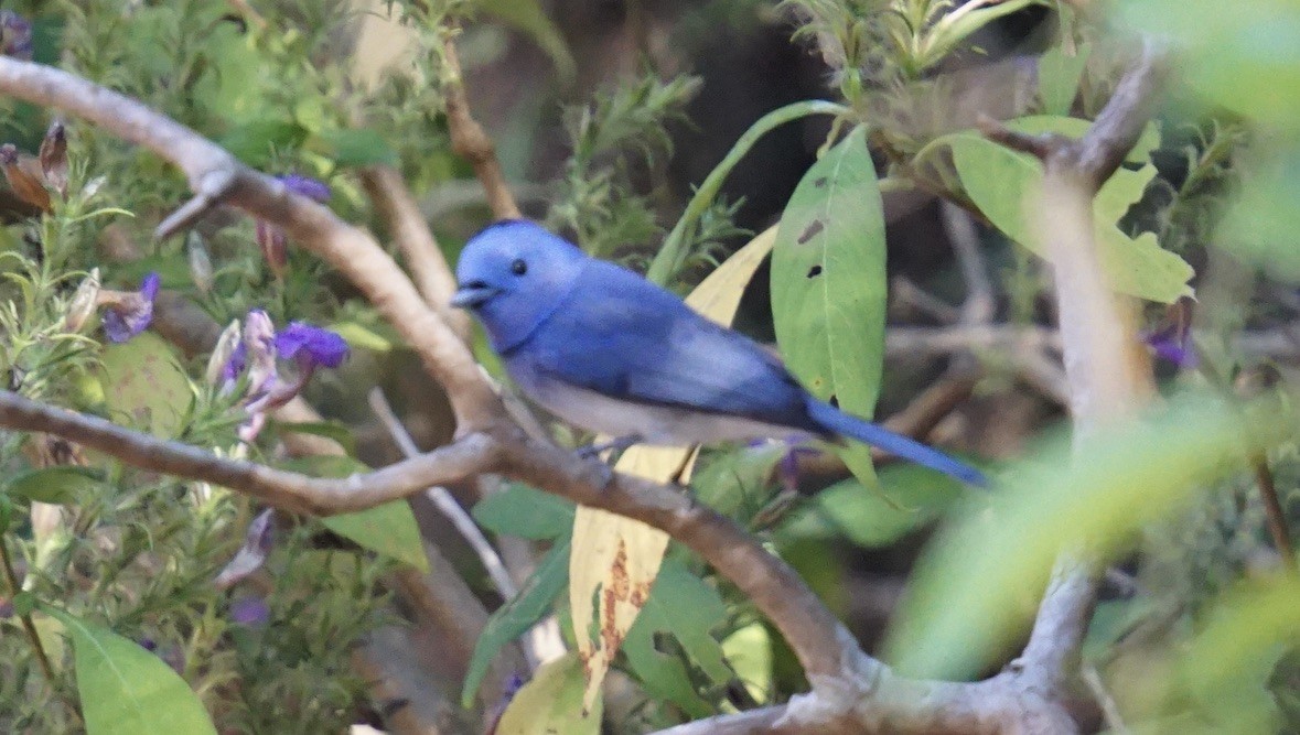 Black-naped Monarch - Hypothymis azurea - Medya Ara - Macaulay Library ...