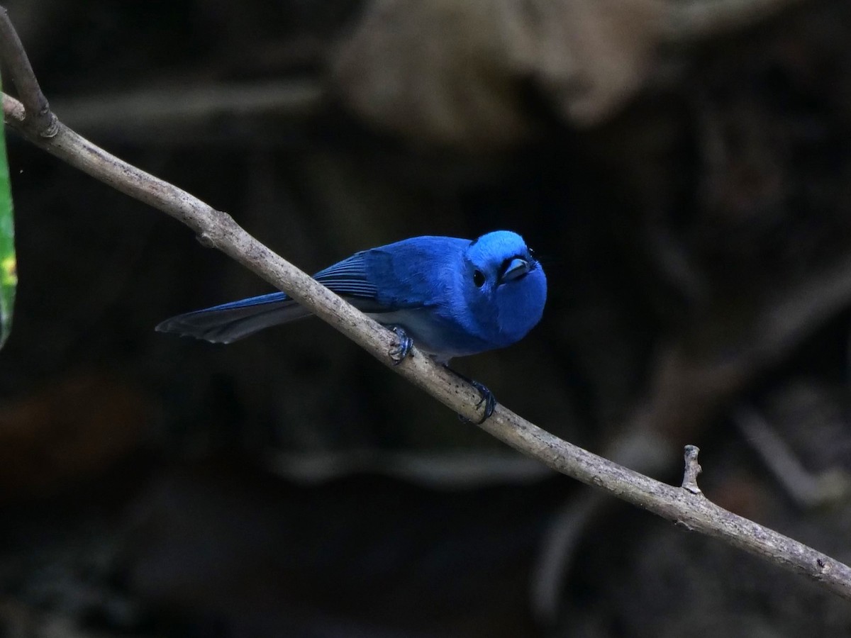 Black-naped Monarch - Hypothymis azurea - Medya Ara - Macaulay Library ...