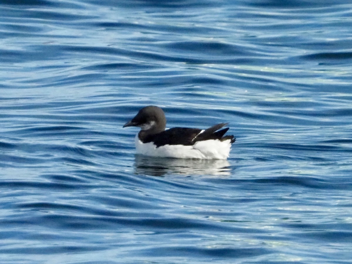 eBird Checklist - 22 Feb 2025 - MacMillan Wharf - 14 species