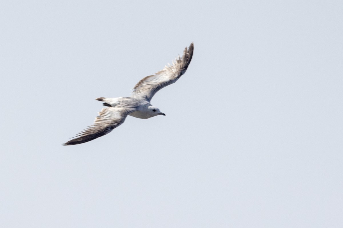 ML631099579 - Common Gull - Macaulay Library