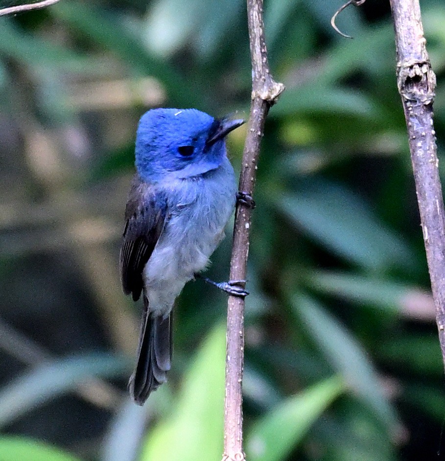 Black-naped Monarch - Hypothymis azurea - Medya Ara - Macaulay Library ...