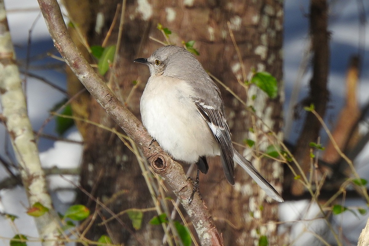 eBird Checklist - 22 Feb 2025 - Eastern Shore of Virginia NWR - 22 species