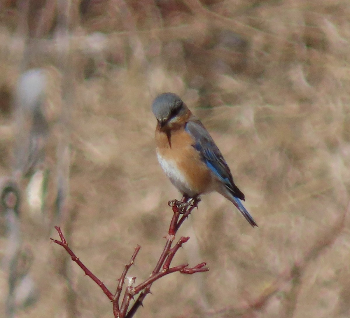 eBird Checklist - 22 Feb 2025 - Paulinskill River WMA / Hyper Humus IBA ...
