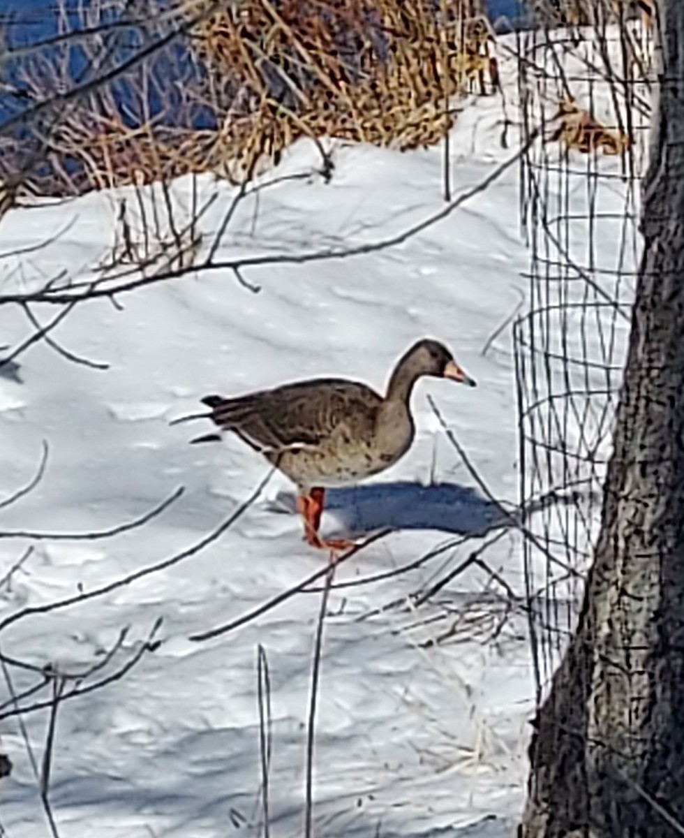 eBird Checklist - 22 Feb 2025 - Hudson Gardens - 26 species