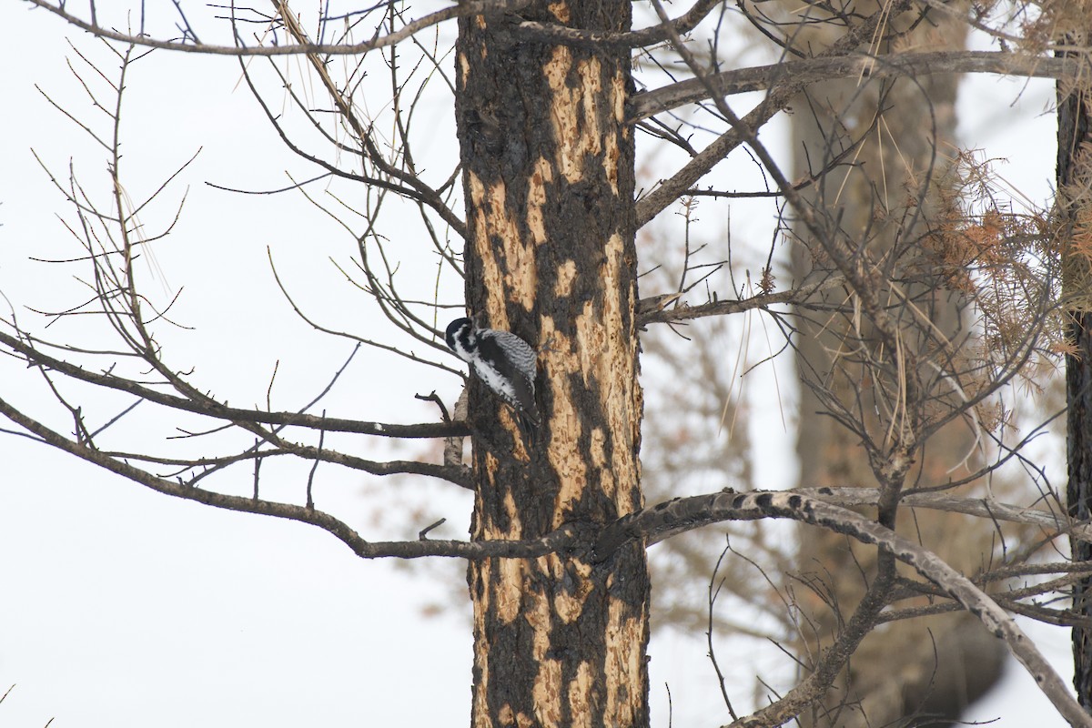eBird Checklist - 22 Feb 2025 - 4821–4963 Jimtown Rd, Helena US-MT 46. ...
