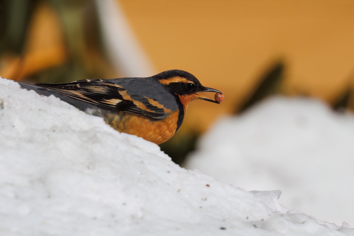 eBird Checklist - 22 Feb 2025 - stakeout Varied Thrush--153 East St., Petersham (2025) - 11 species