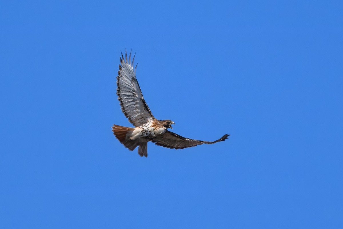 Pennsylvania Bird Atlas Checklist - 22 Feb 2025 - Crows Nest Preserve ...