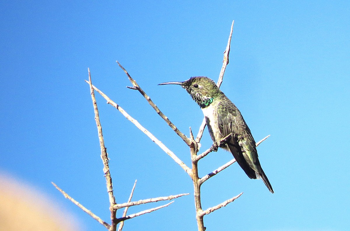eBird Checklist - 22 Feb 2025 - Manantiales - 12 species