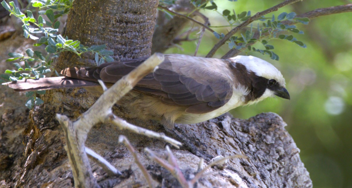 eBird Checklist - 19 Jan 2025 - Mushara Outpost - 25 species