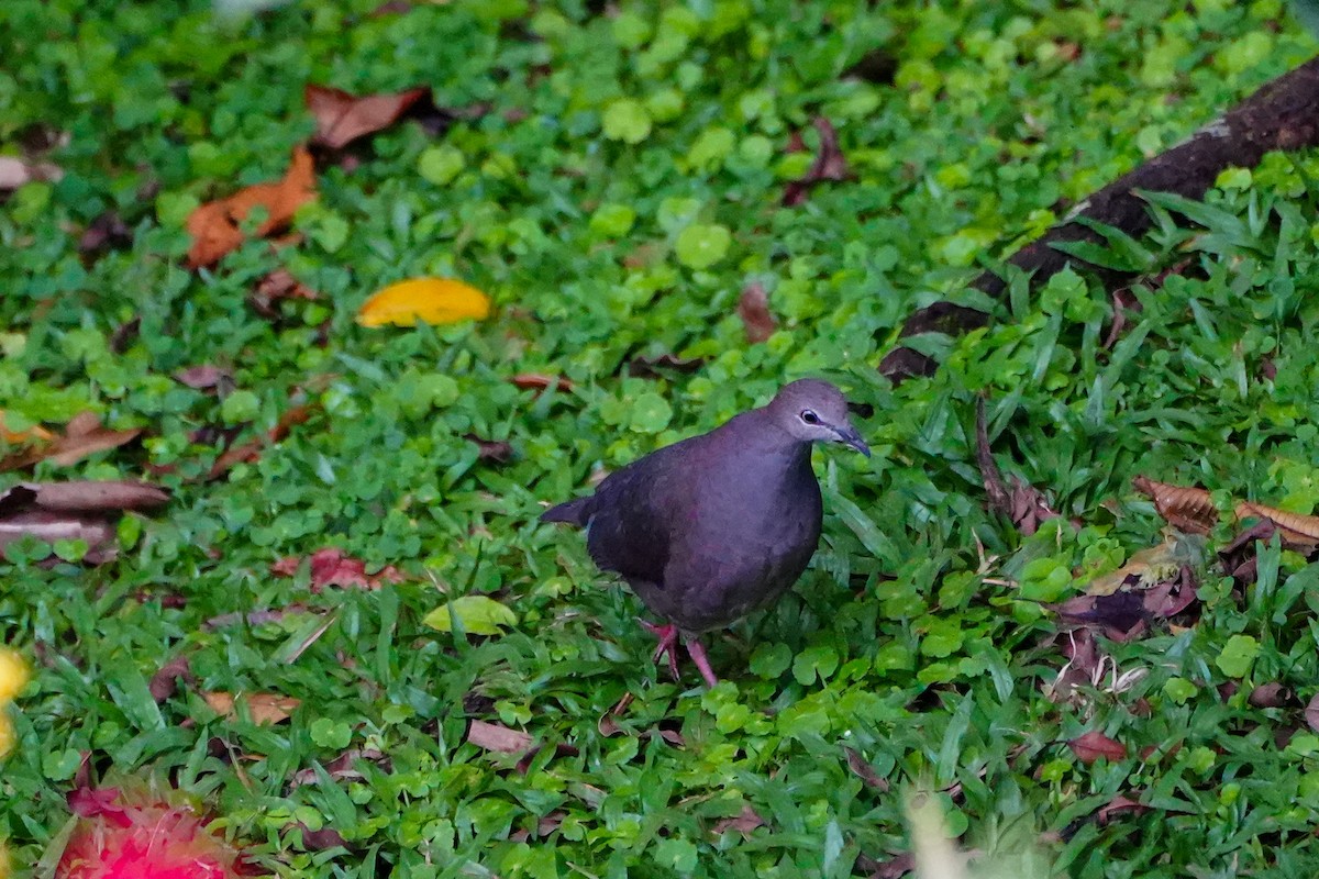 eBird Checklist - 16 Feb 2025 - Arenal Observatory Lodge - 12 species