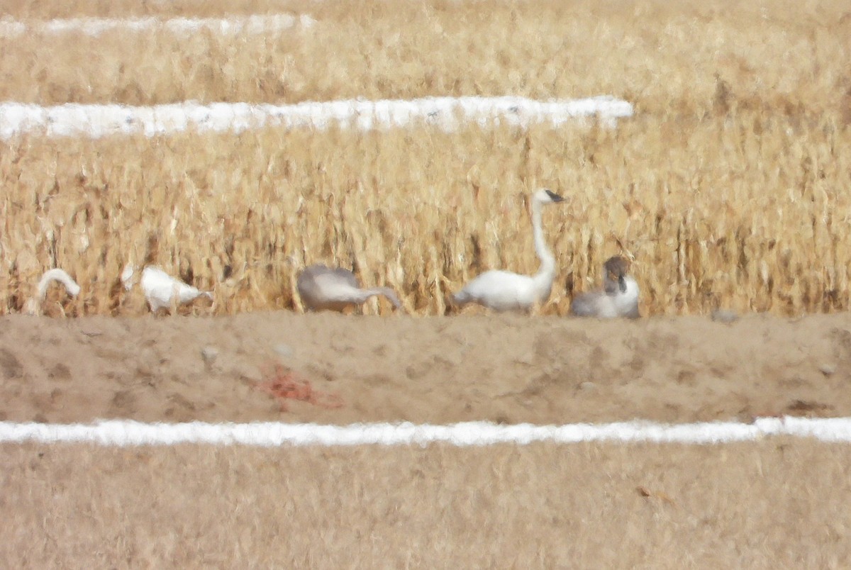 eBird Checklist - 22 Feb 2025 - R Road, 6 to 8 Roads, Mack, Colorado ...