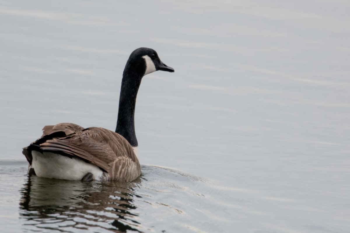 eBird Checklist - 22 Feb 2025 - I.G. Levy Park North (formerly Scranton ...