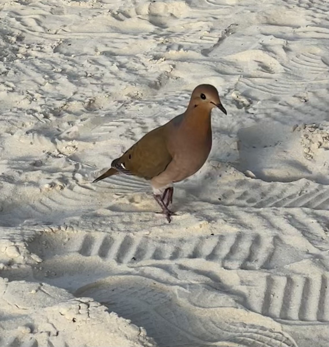 eBird Checklist - 22 Feb 2025 - Sandals Grande Antigua - 9 species
