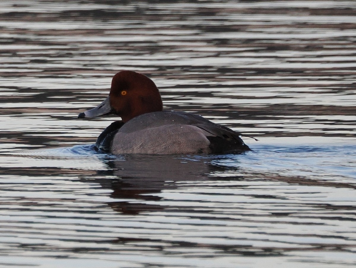 eBird Checklist - 22 Feb 2025 - Stratford--Frash Pond - 6 species