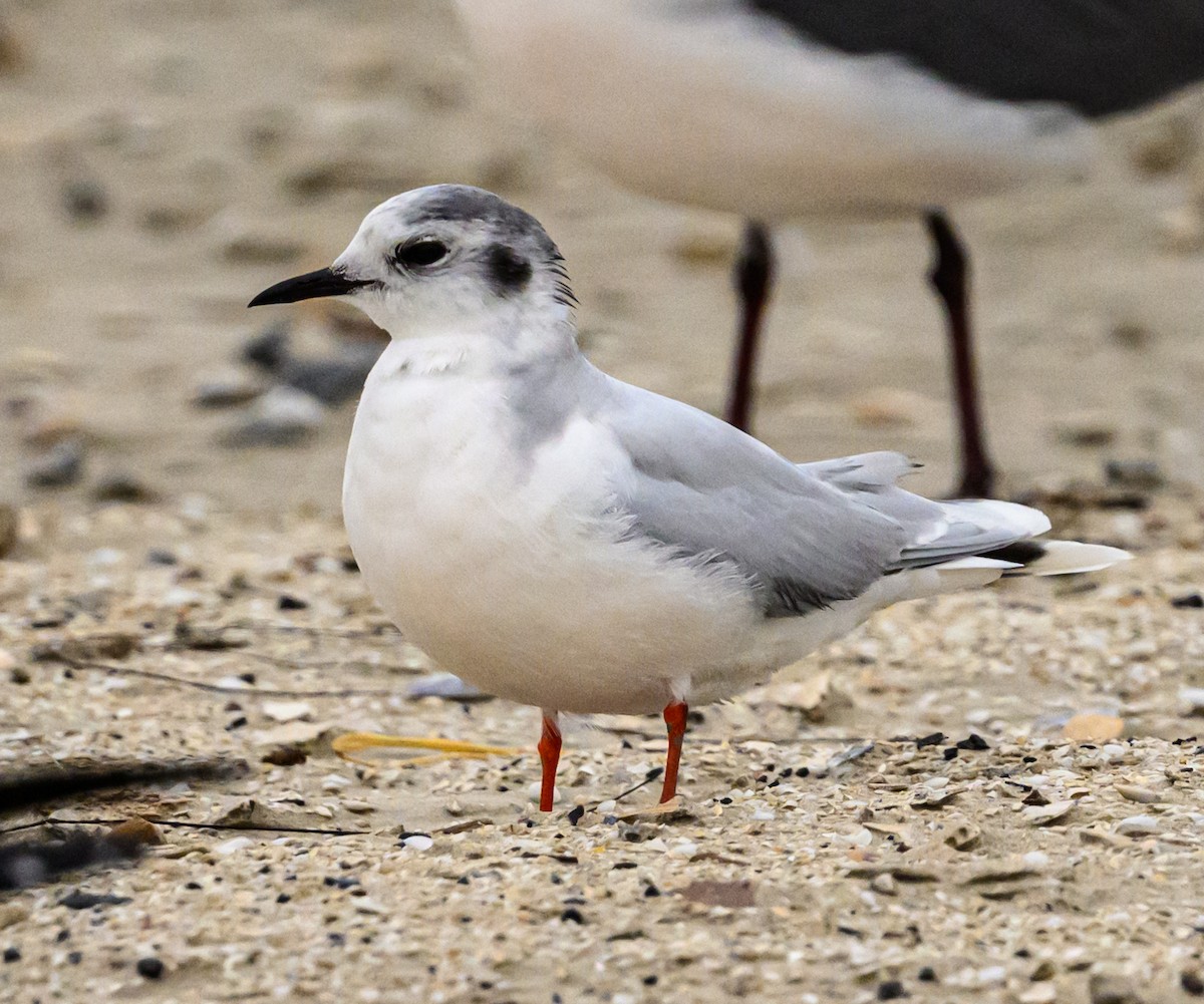 eBird Checklist - 22 Feb 2025 - Port Aransas Jetty (CTC 058) - 9 species