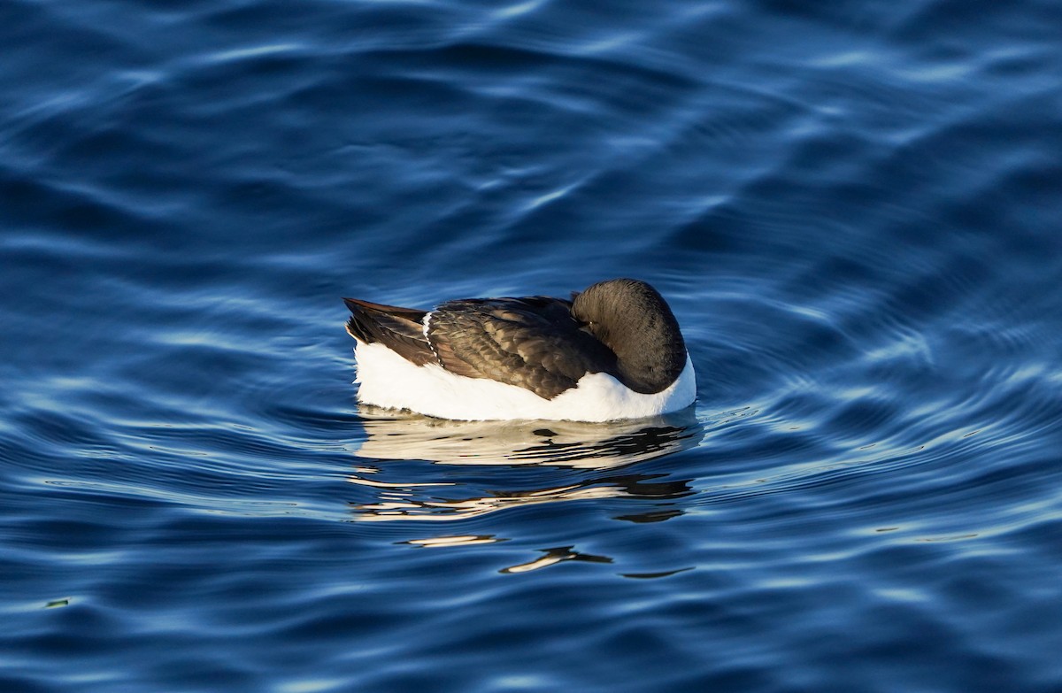 eBird Checklist - 22 Feb 2025 - MacMillan Wharf - 18 species (+1 other ...