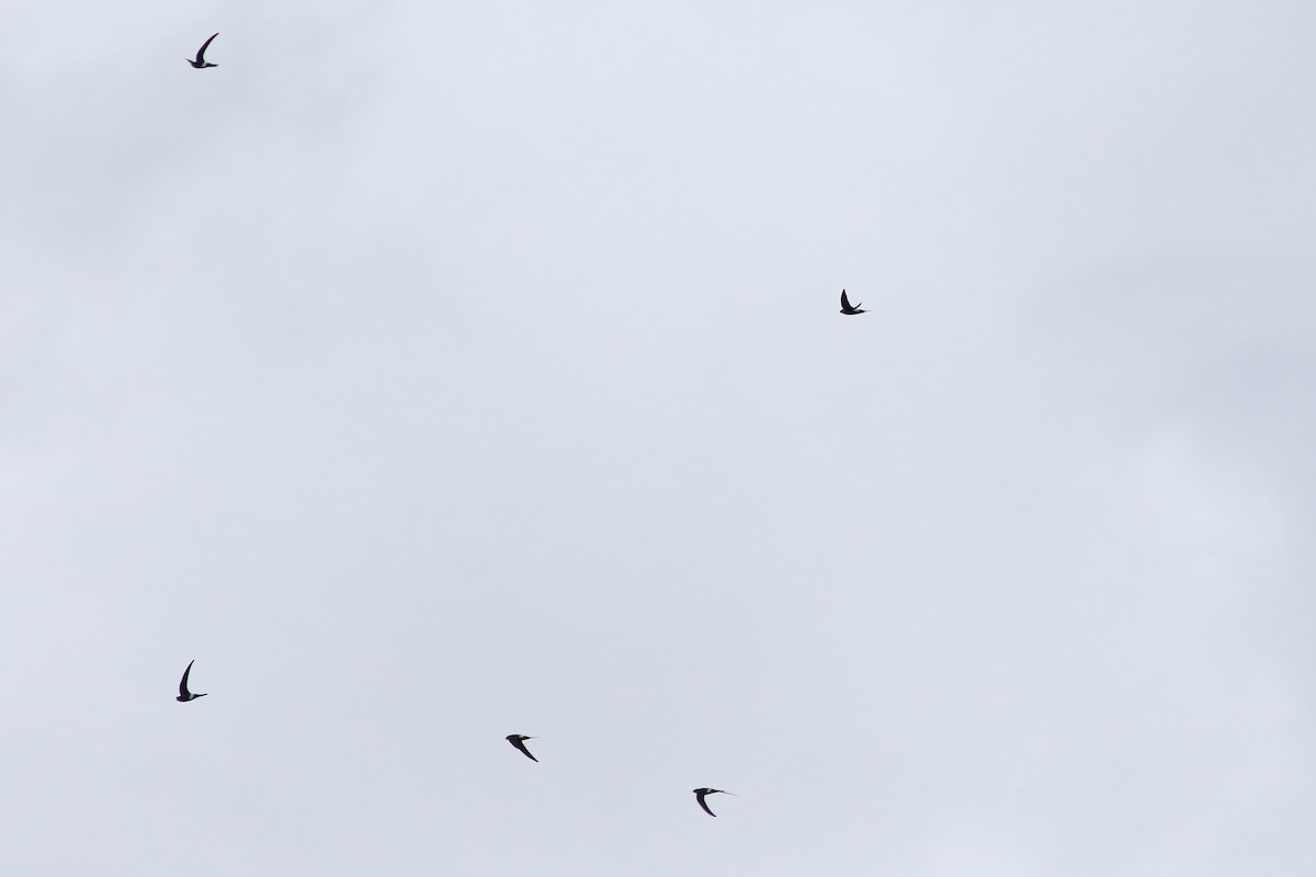eBird Checklist - 23 Feb 2025 - Swift St, Northcote - 1 species
