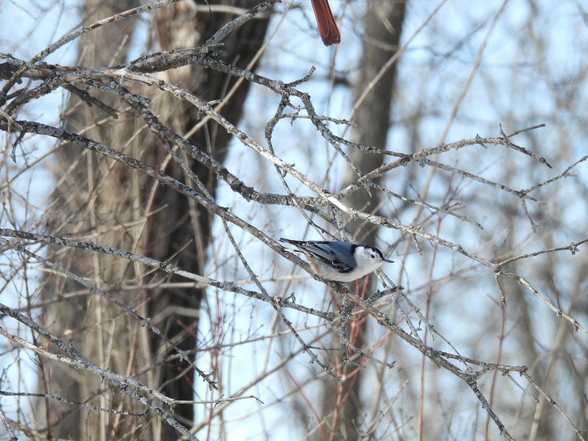 eBird Checklist - 22 Feb 2025 - Saylorville WMA (Boone Co.)--south of ...