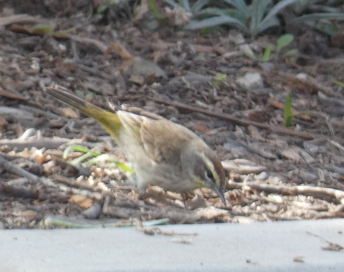eBird Checklist - 22 Feb 2025 - 5200–5238 Sixth St, Carpinteria US-CA ...
