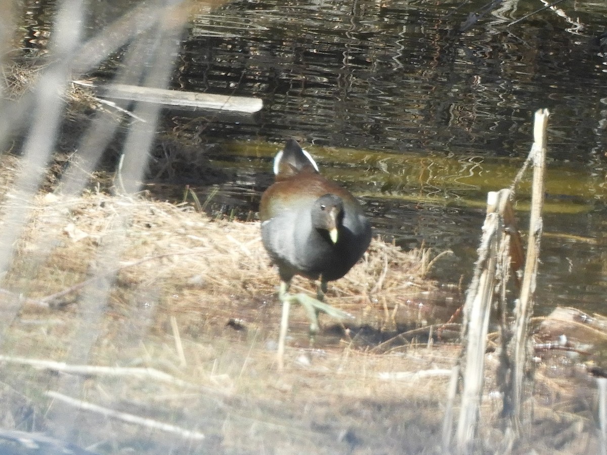 eBird Checklist - 22 Feb 2025 - Lake Elsinore--south levee and back ...