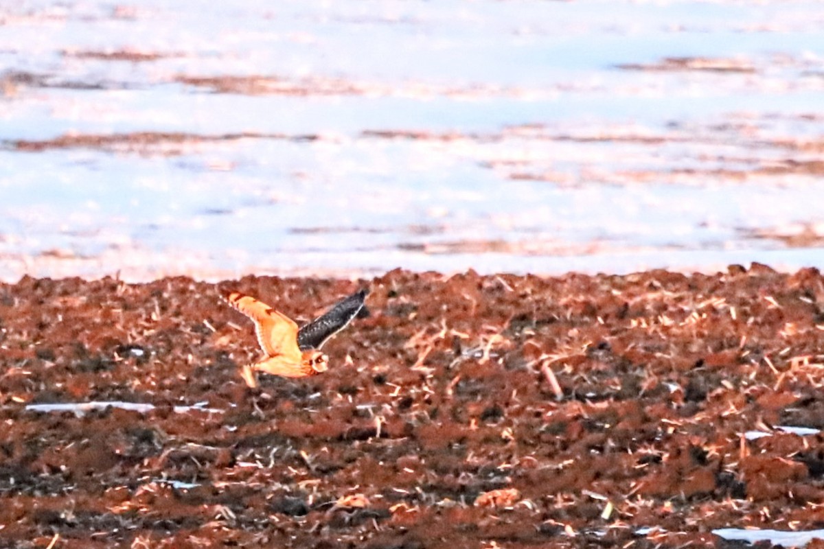 eBird Checklist - 22 Feb 2025 - 2133 70th Avenue Southwest, Byron ...