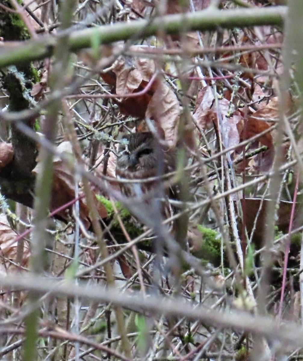 eBird Checklist - 22 Feb 2025 - Smith and Bybee Lakes--Wetland ...