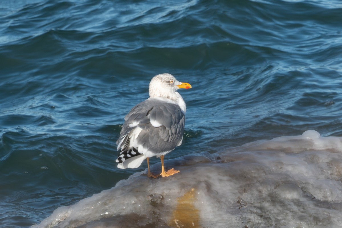 ML631135645 - European Herring Gull - Macaulay Library