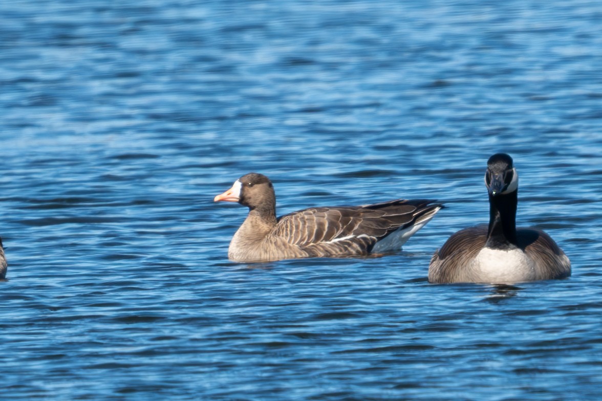 eBird Checklist - 22 Feb 2025 - Eastport Lake (aka Seatuck Creek) - 25 ...