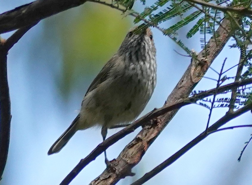 eBird Checklist - 23 Feb 2025 - Mount Gibraltar--Bowral Lookout - 2 species