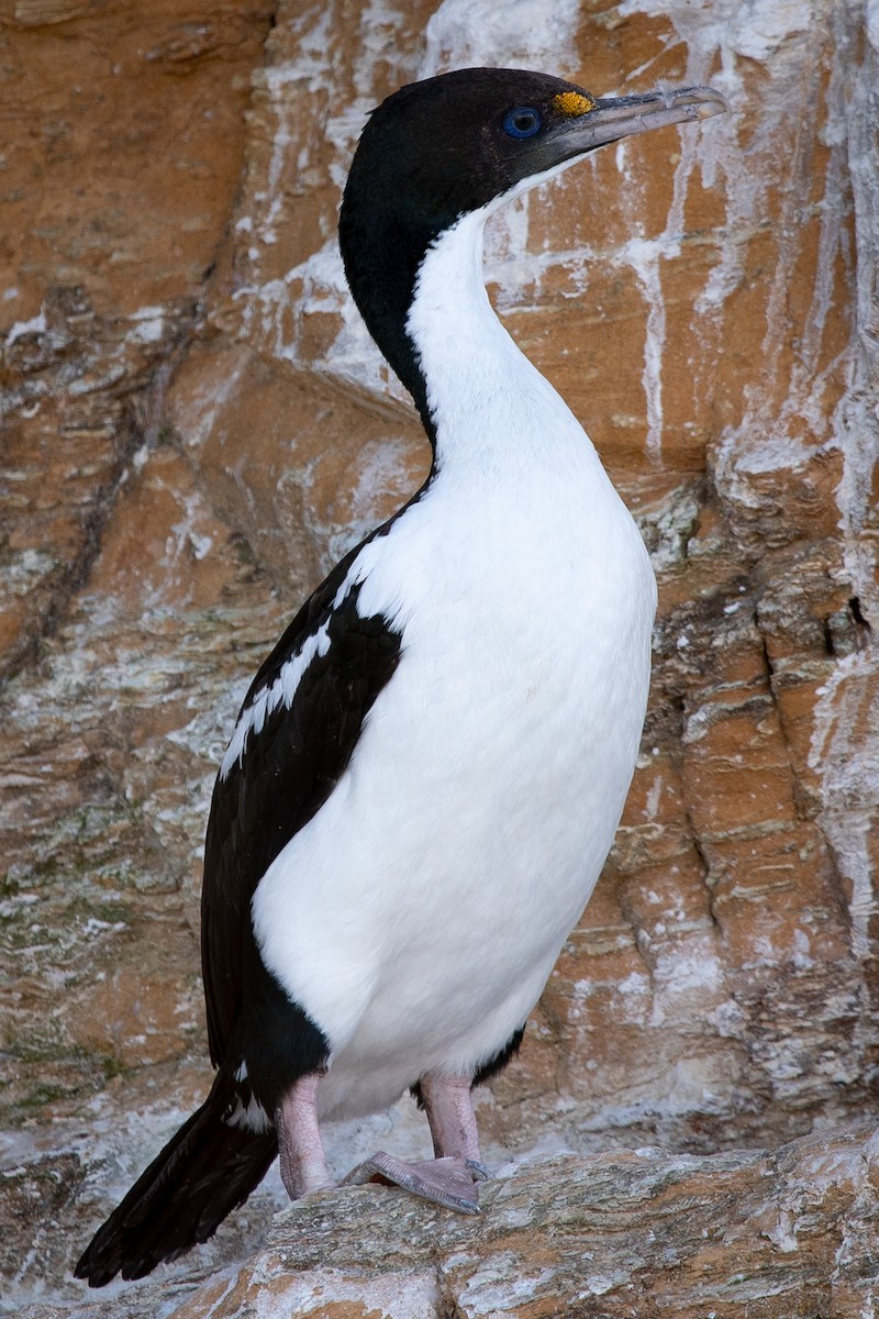 eBird Checklist - 10 Oct 2018 - Motuara Island - 7 species