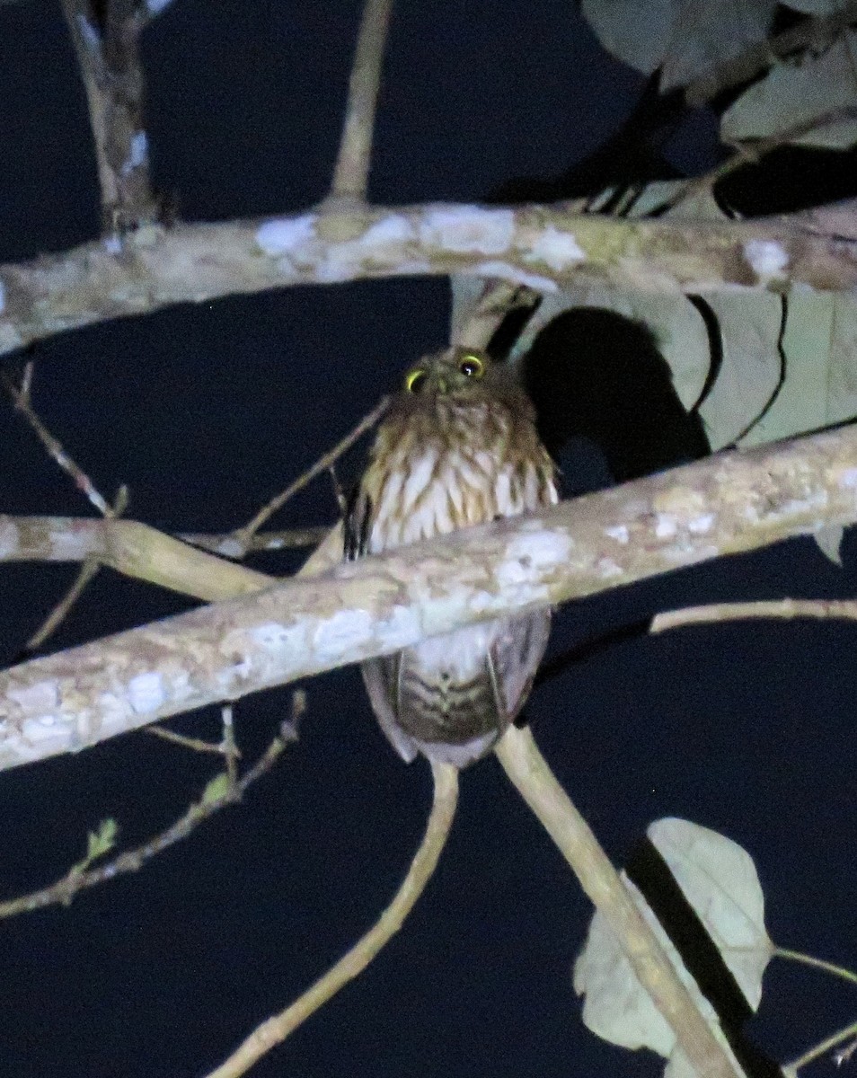 eBird Checklist - 23 Feb 2025 - Road, Bilar, Central Visayas, PH (9.709 ...