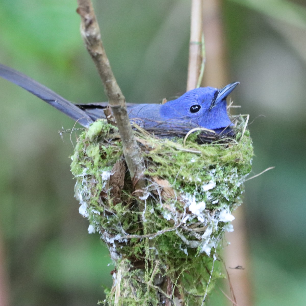 Black-naped Monarch - Hypothymis azurea - Medya Ara - Macaulay Library ...
