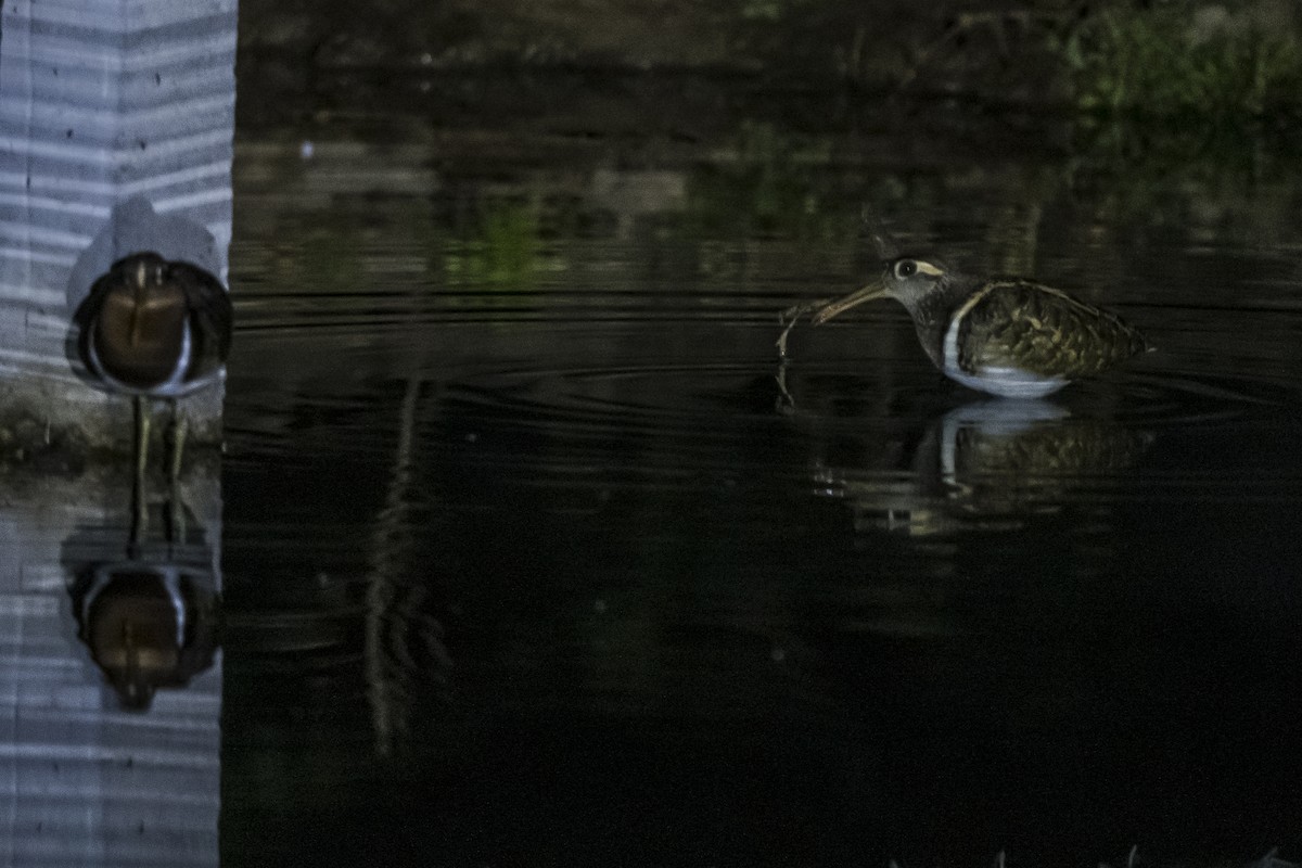 eBird Checklist - 23 Feb 2025 - Turquoise Agasia Road, Ahmedabad ...