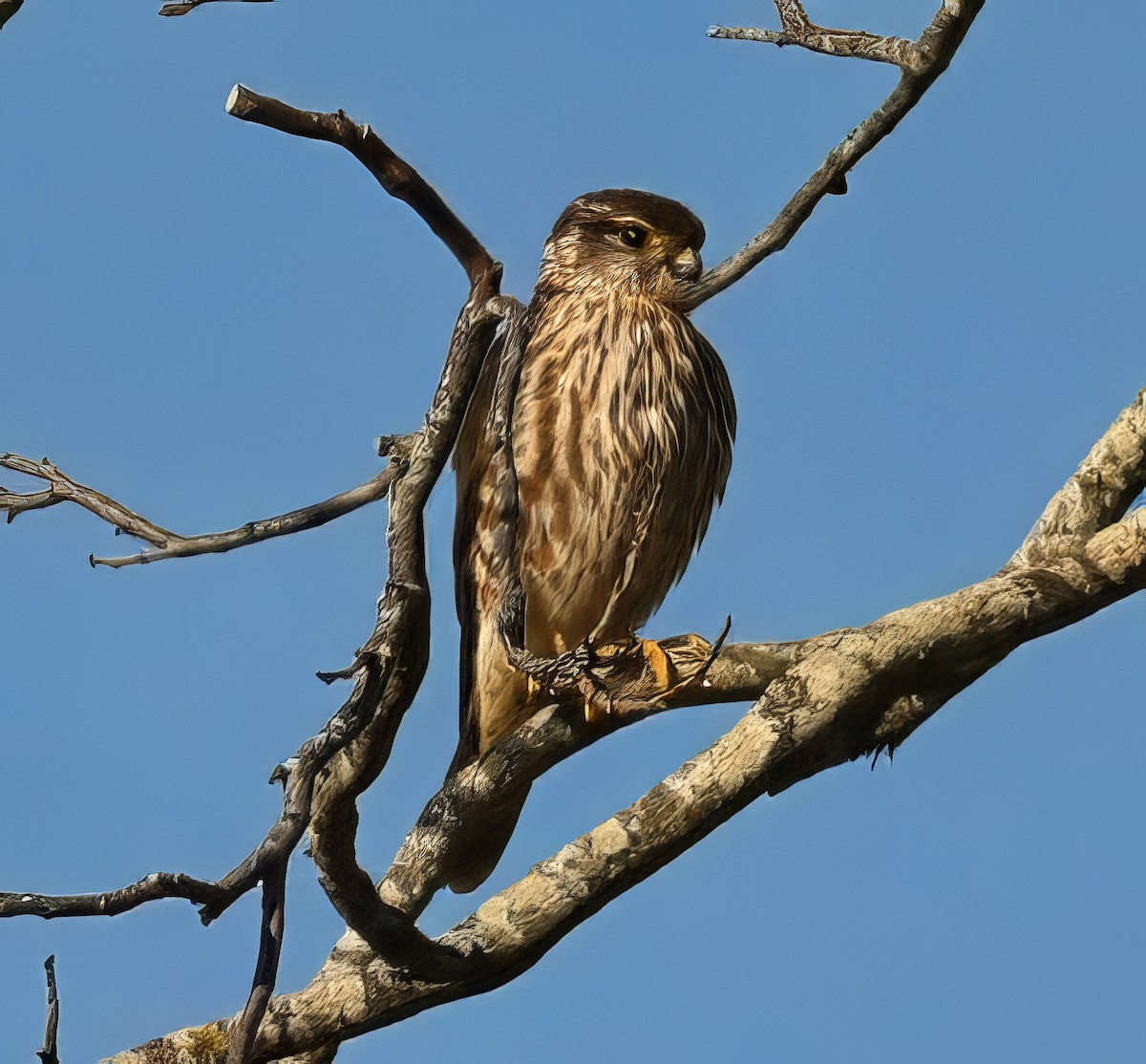 eBird Checklist - 23 Feb 2025 - 3900 Mid Pines Road, Raleigh, North ...