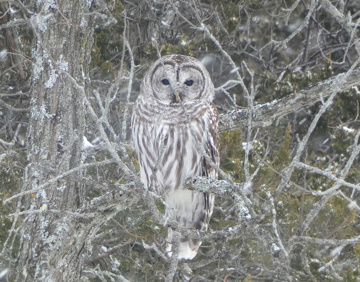 eBird Checklist - 23 Feb 2025 - Taylor Kidd Blvd. by Parrott's Bay - 1 ...