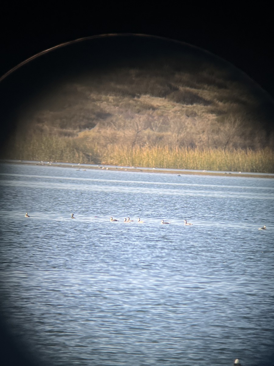 eBird Checklist - 23 Feb 2025 - Lake Skinner County Park - 65 species ...