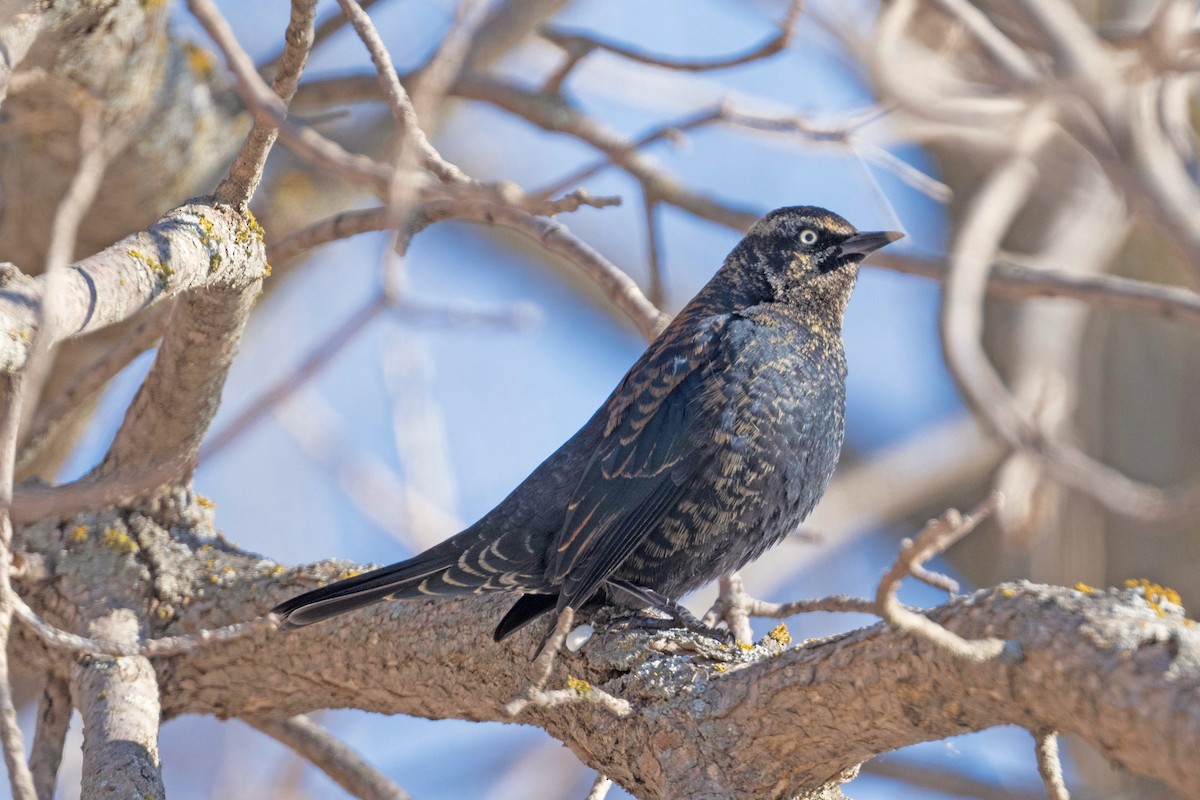 ML631166002 - Rusty Blackbird - Macaulay Library