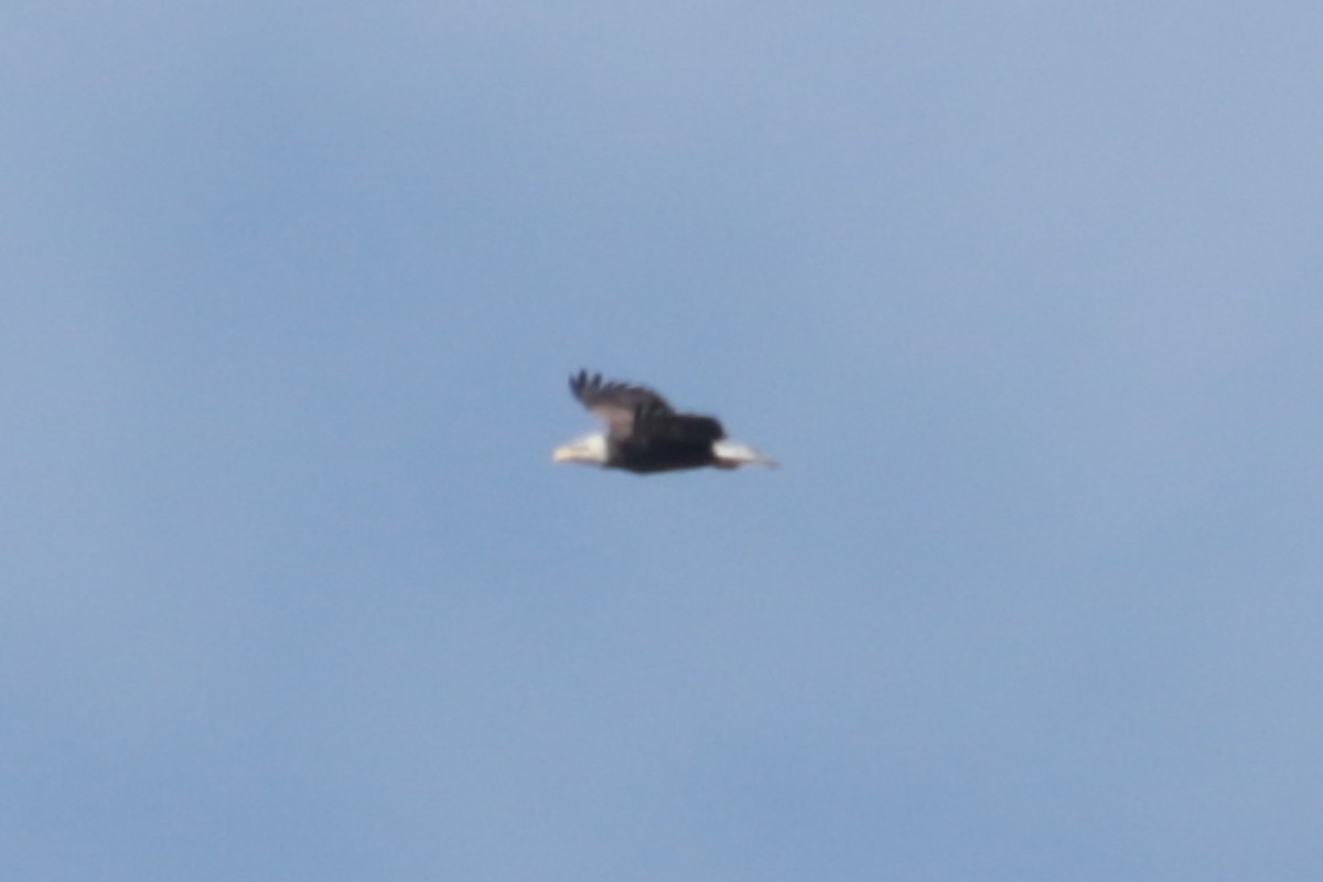 Pennsylvania Bird Atlas Checklist - 22 Feb 2025 - 399 Upper Georges Valley Rd, Spring Mills US ...