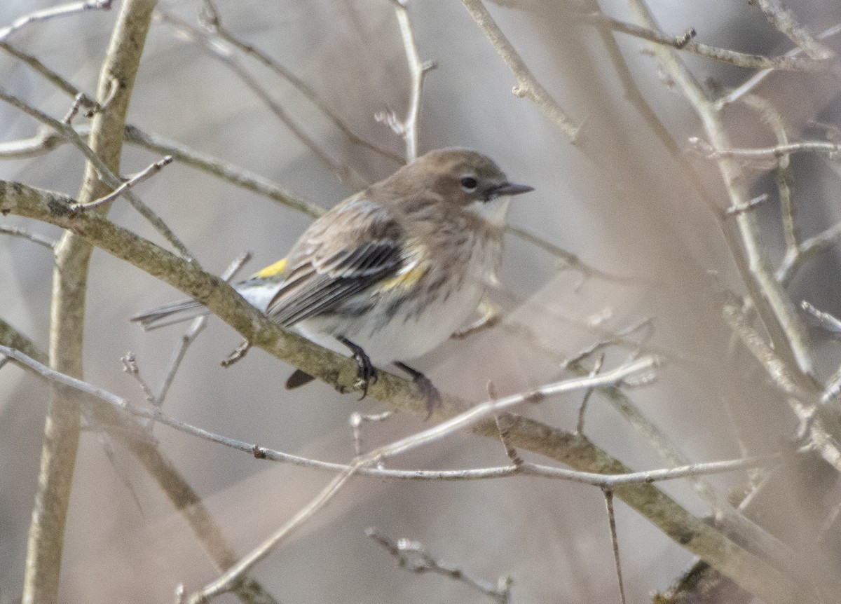 Pennsylvania Bird Atlas Checklist - 23 Feb 2025 - Moraine SP, Swamp Run ...