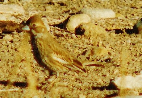 ML631169781 - Lark Bunting - Macaulay Library