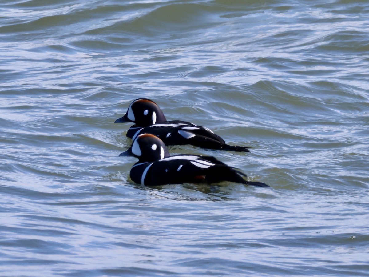 eBird Checklist - 22 Feb 2025 - Hammonasset Beach SP - 21 species
