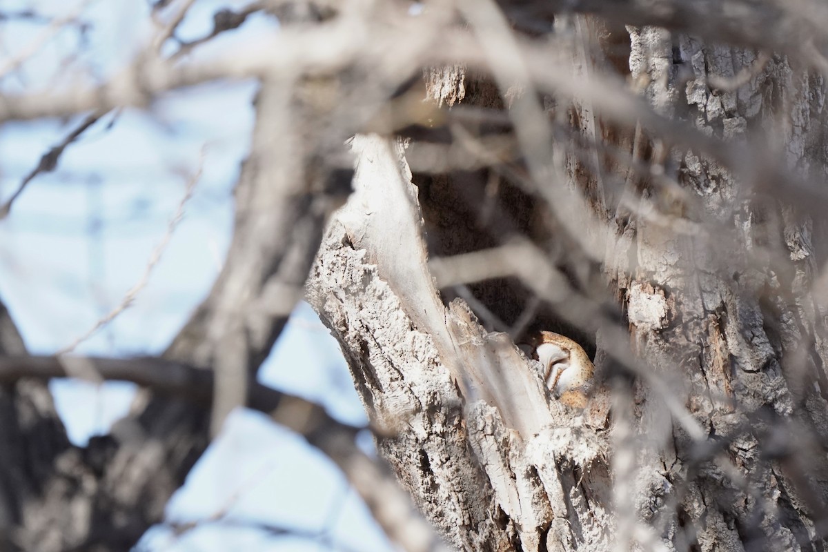 ML631171089 - American Barn Owl - Macaulay Library