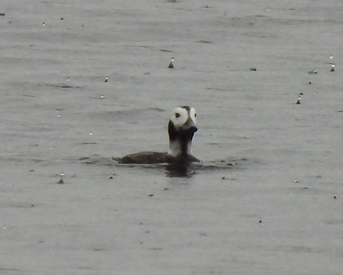 eBird Checklist - 23 Feb 2025 - Smith and Bybee Lakes--Wetland ...