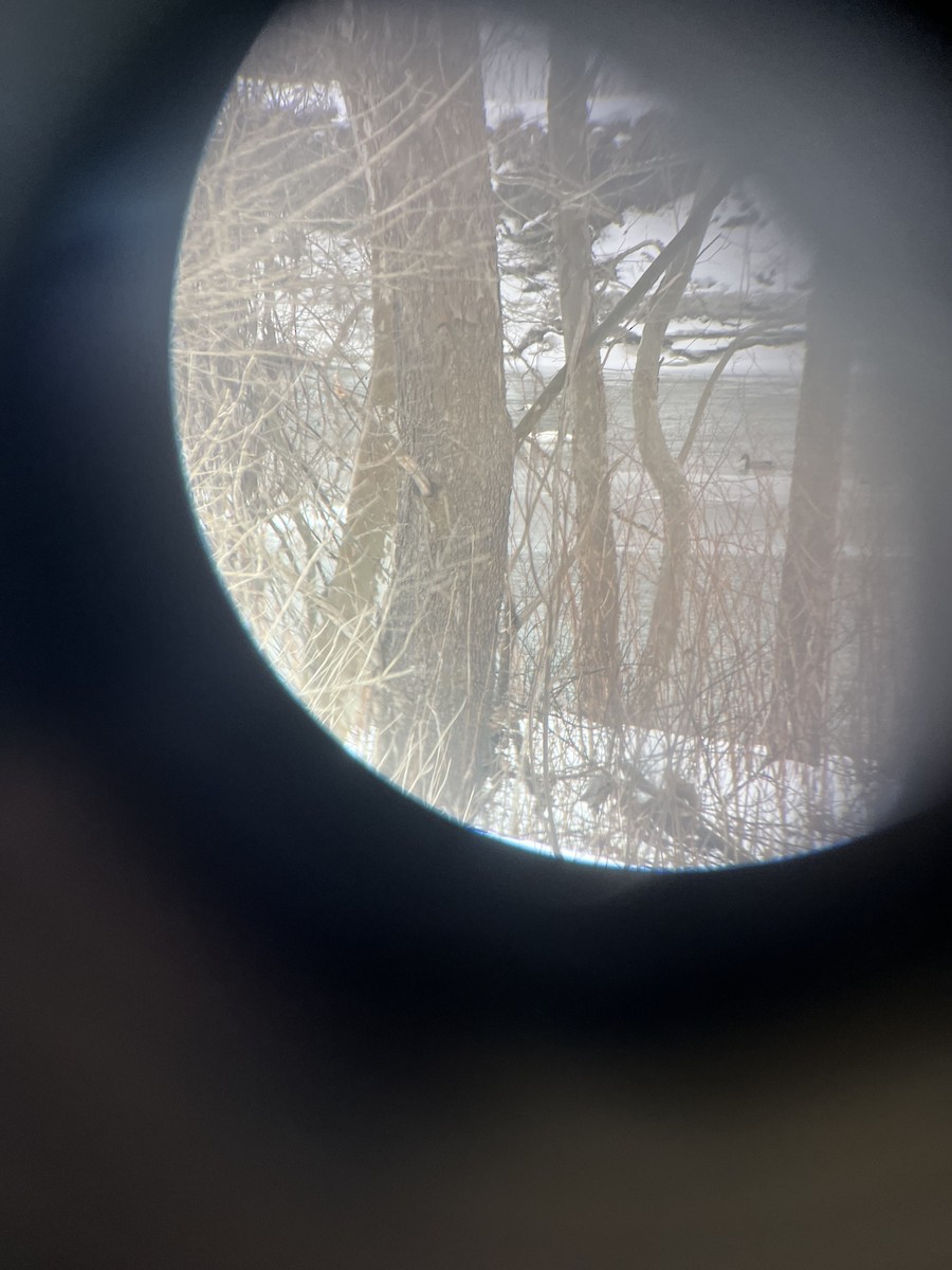 eBird Checklist - 23 Feb 2025 - Council House Road X Shongo Valley Road ...