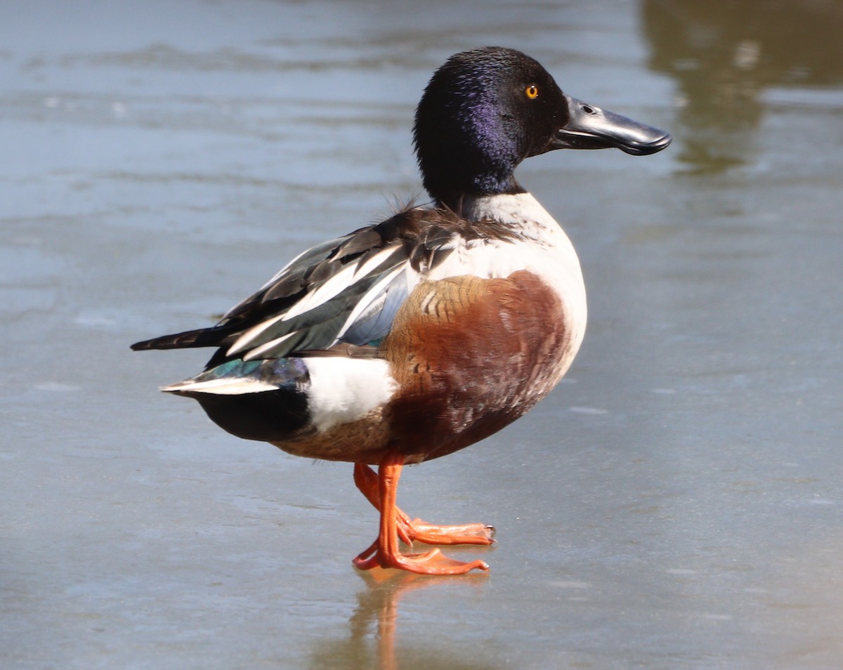 New York Breeding Bird Atlas Checklist - 23 Feb 2025 - Baisley Pond ...