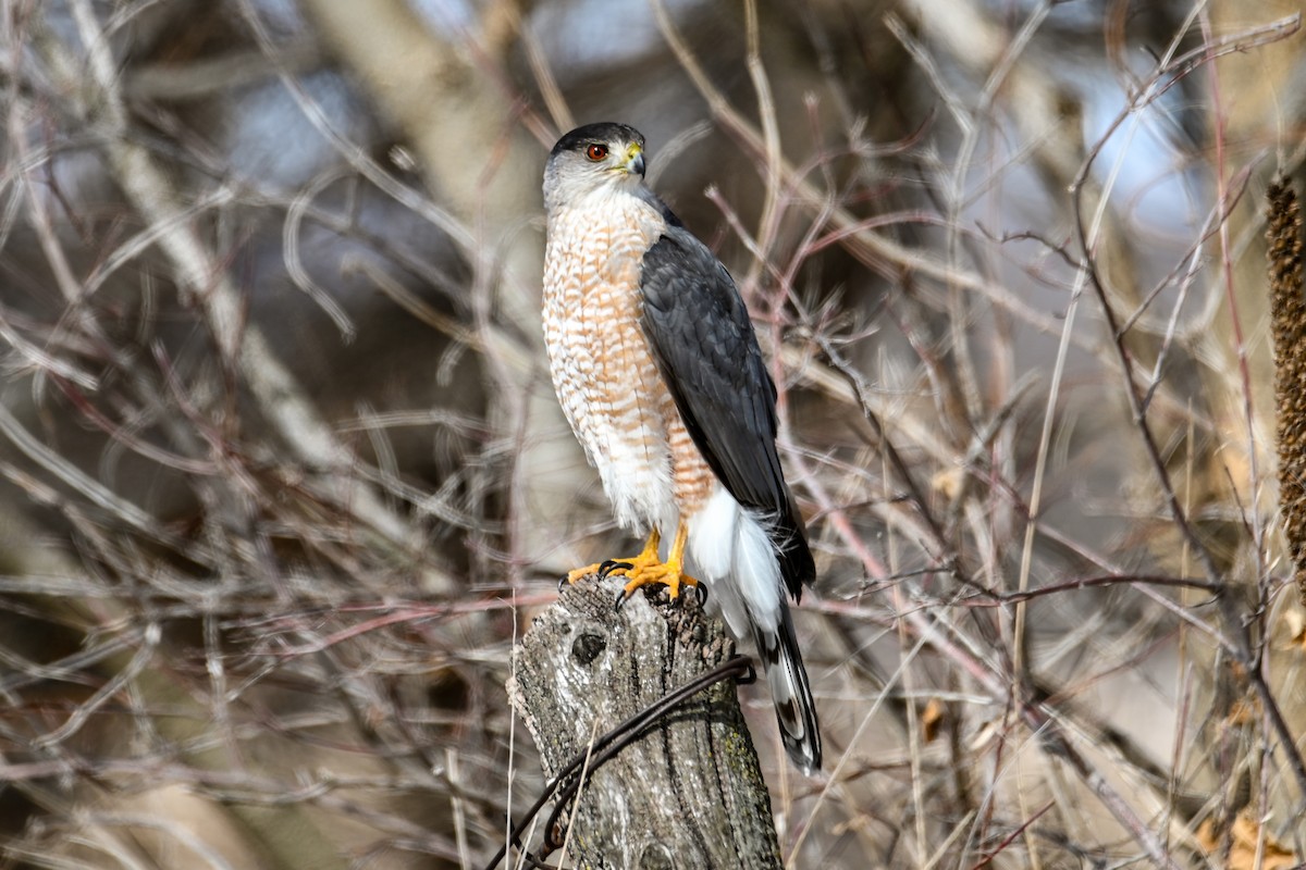 eBird Checklist - 22 Feb 2025 - Cone Marsh WMA - 26 species