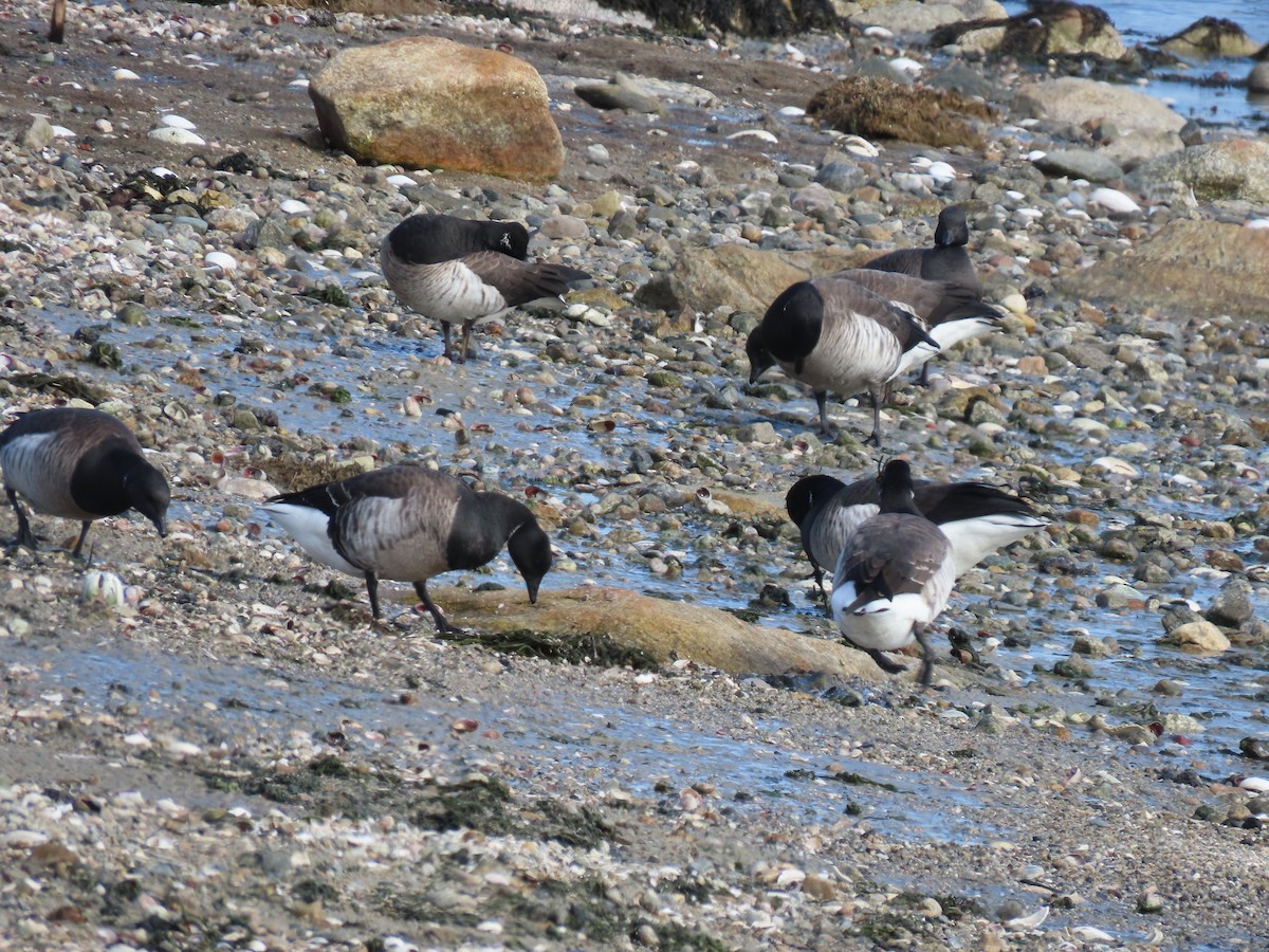 eBird Checklist - 23 Feb 2025 - Fort Phoenix State Reservation - 26 ...